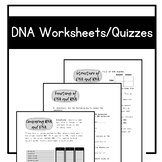 Structure Of DNA And RNA Worksheets - TPT