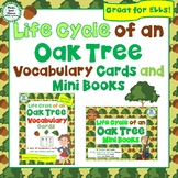 Life Cycle Of An Oak Tree Vocabulary Cards And Mini Books BUNDLE - TPT