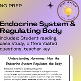 Hormones & Endocrine System Regulation Anatomy Reading Comprehension ...